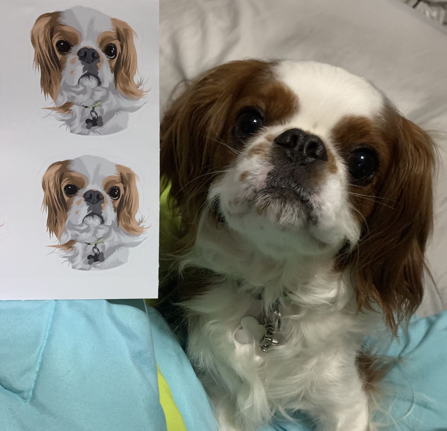 How To Get A Custom Dog Sticker For Your Pooch - Print Our Pet